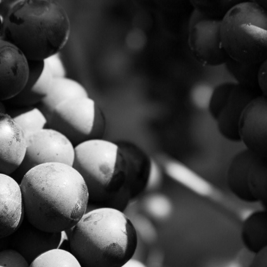 1838 Wines